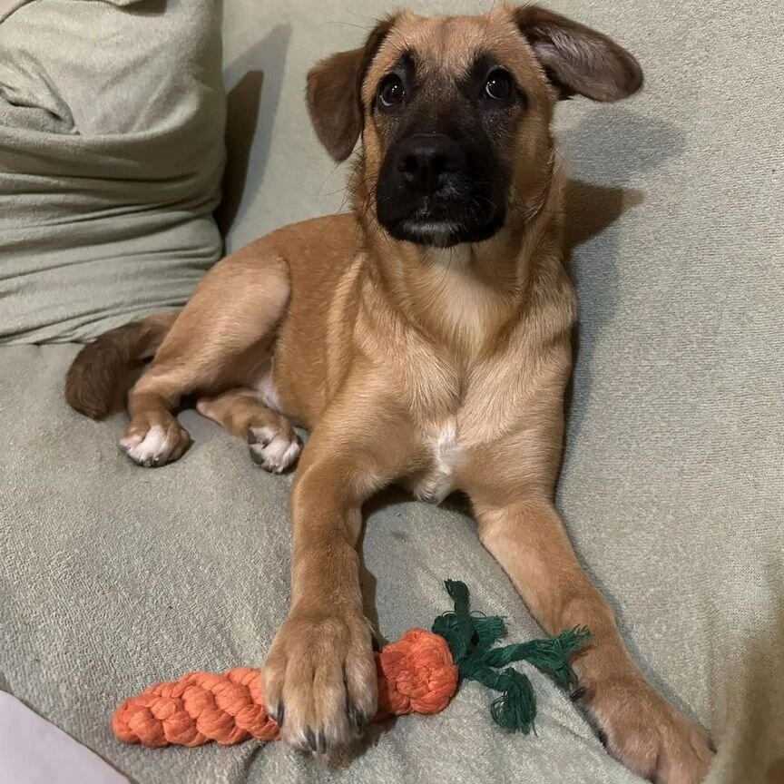 Щенок в добрые руки