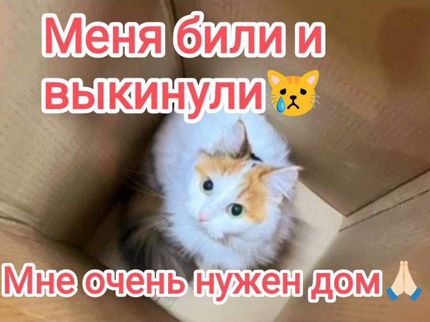 Кошечка Софи (трехцветная )