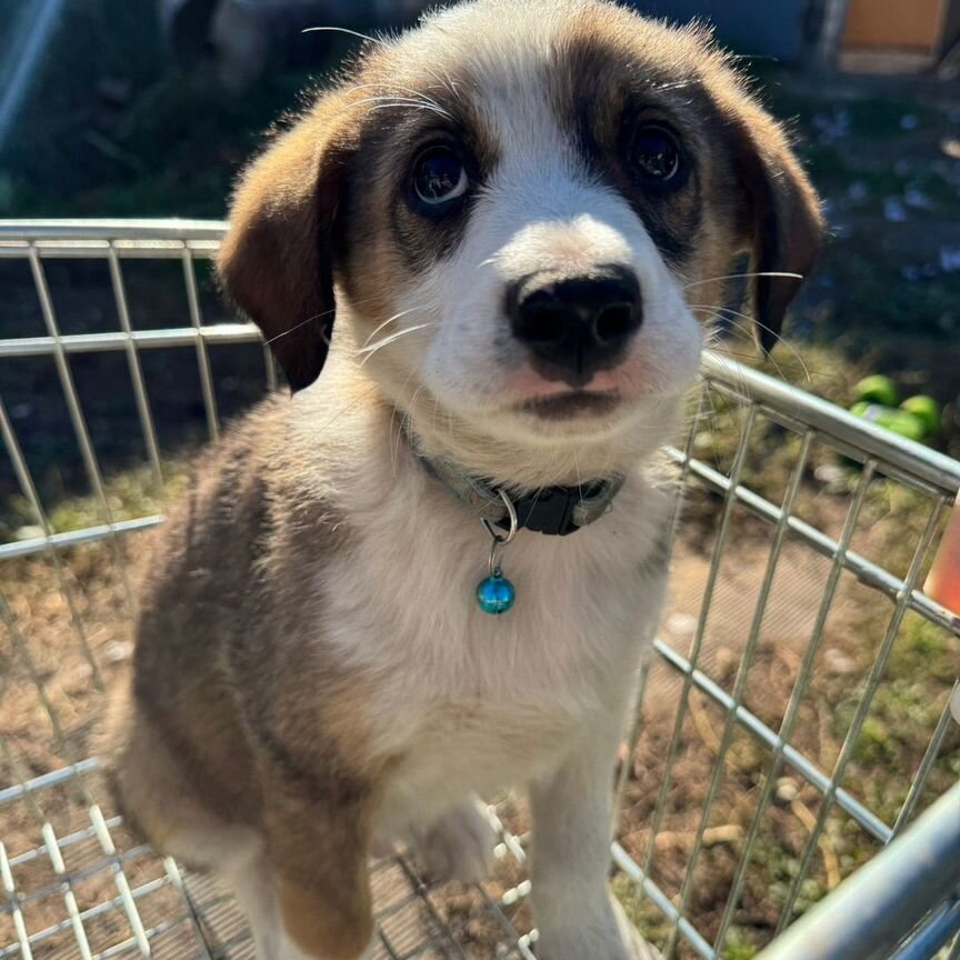 Щенки в добрые руки