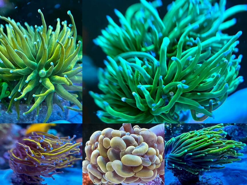 Эуфилия факлельная