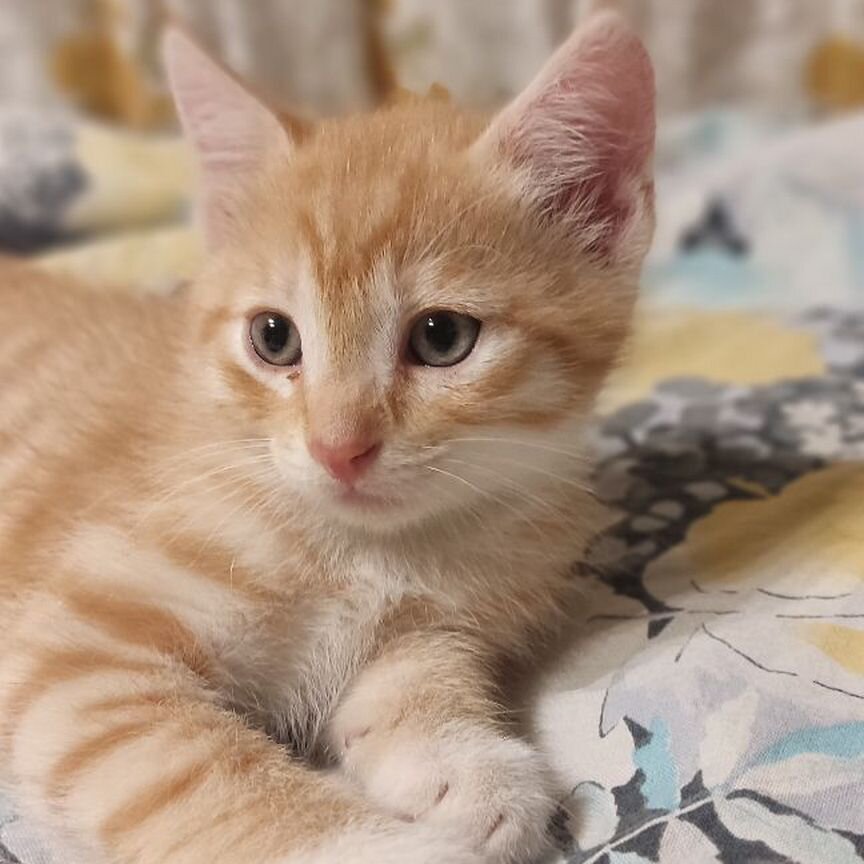 Котята ищут новый дом и друзей
