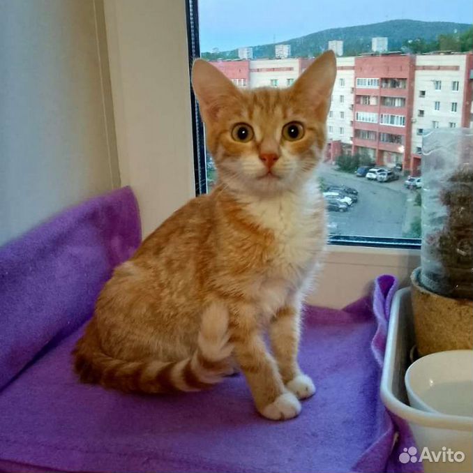 Котята девочки, 2,5 мес. в добрые руки
