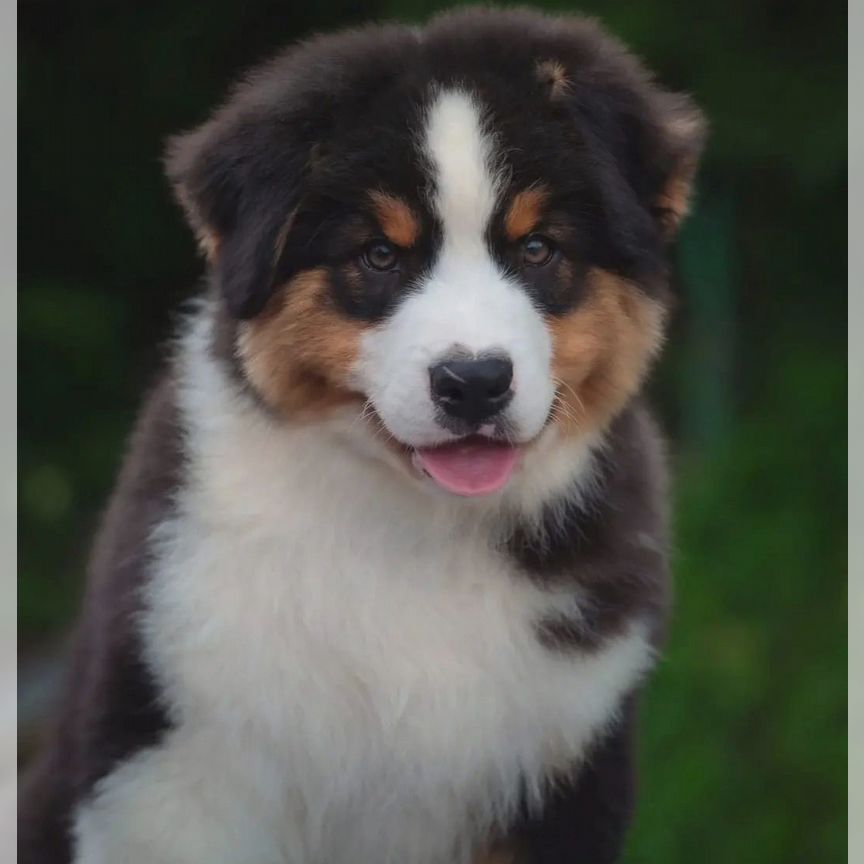 Щенок аусси австралийская овчарка