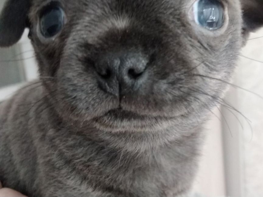 Щенки чихуахуа с документами скор