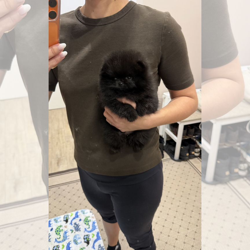 Померанский шпиц, щенок