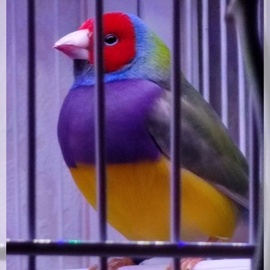 Амадина Гульда пастель