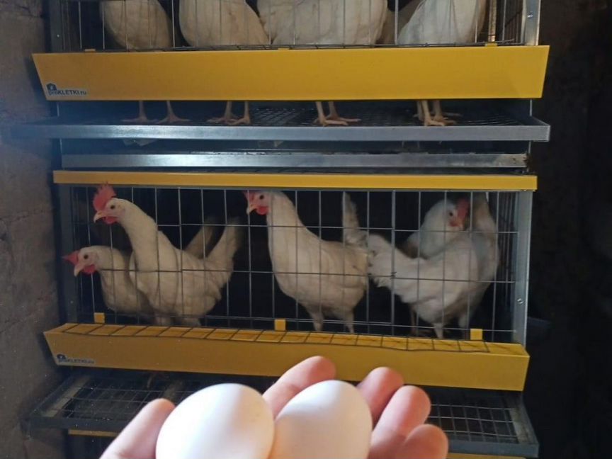 Куры несушки леггорн