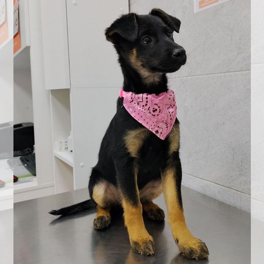 Щенок в добрые руки