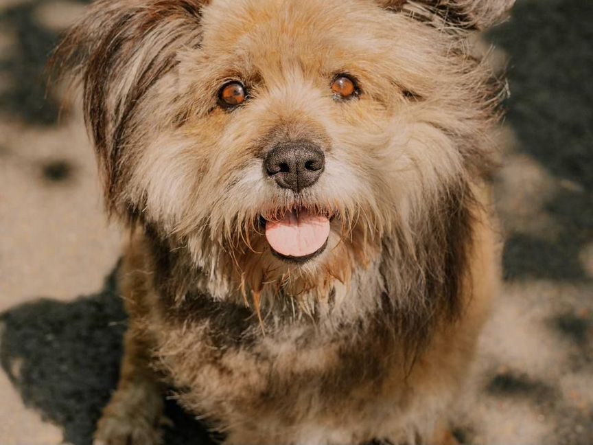 Чапа маленькая собачка в добрые руки