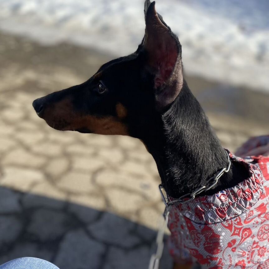 Доберман, щенок