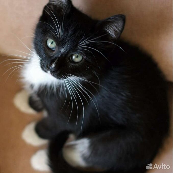 Кошечка для милоты в доме