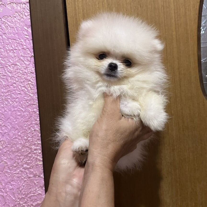 Померанский шпиц мини девочка