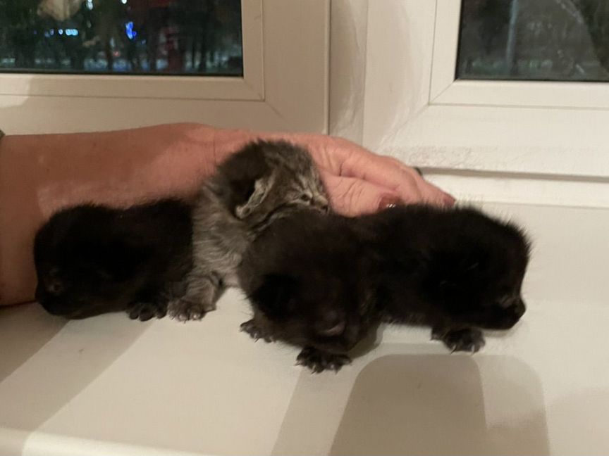 Котята в добрые руки подарок к новому году