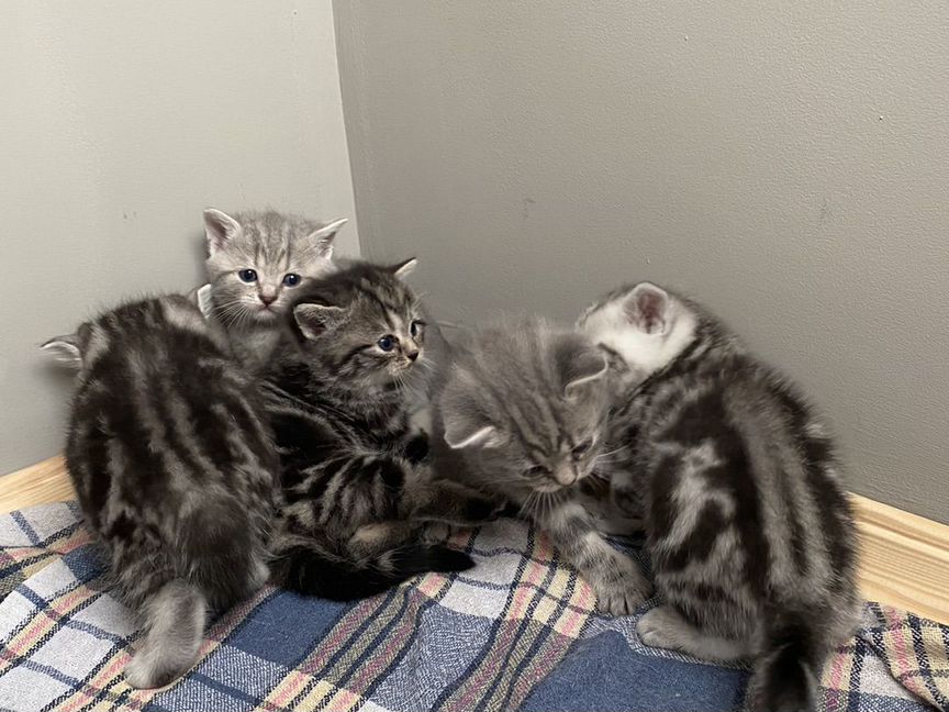 Британские котята