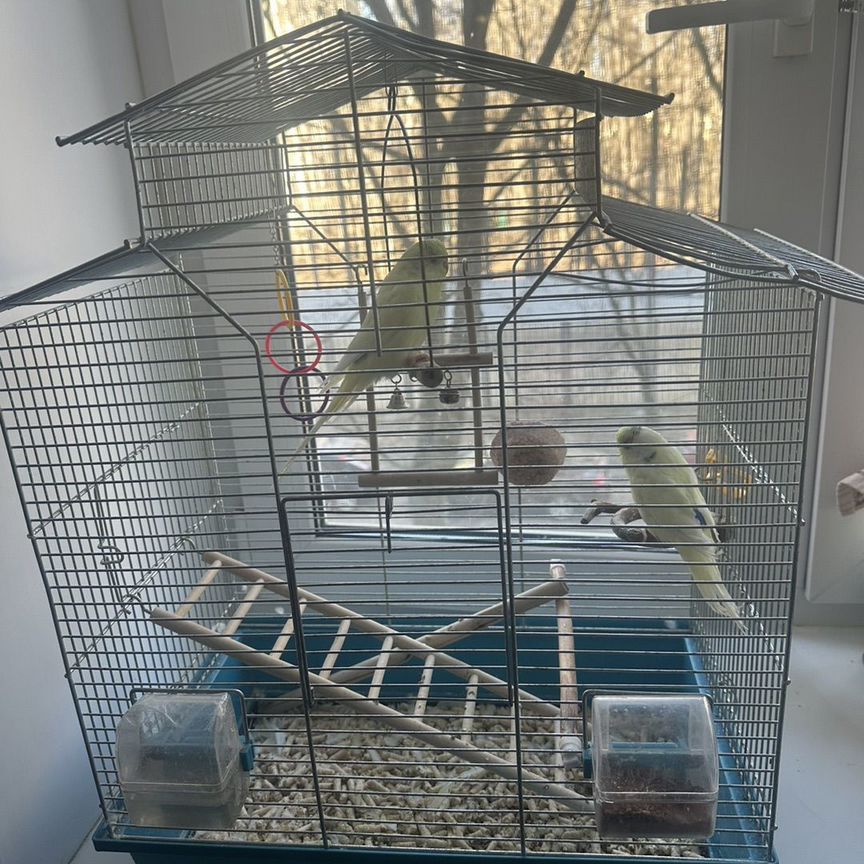 Волнистый попугай с клеткой