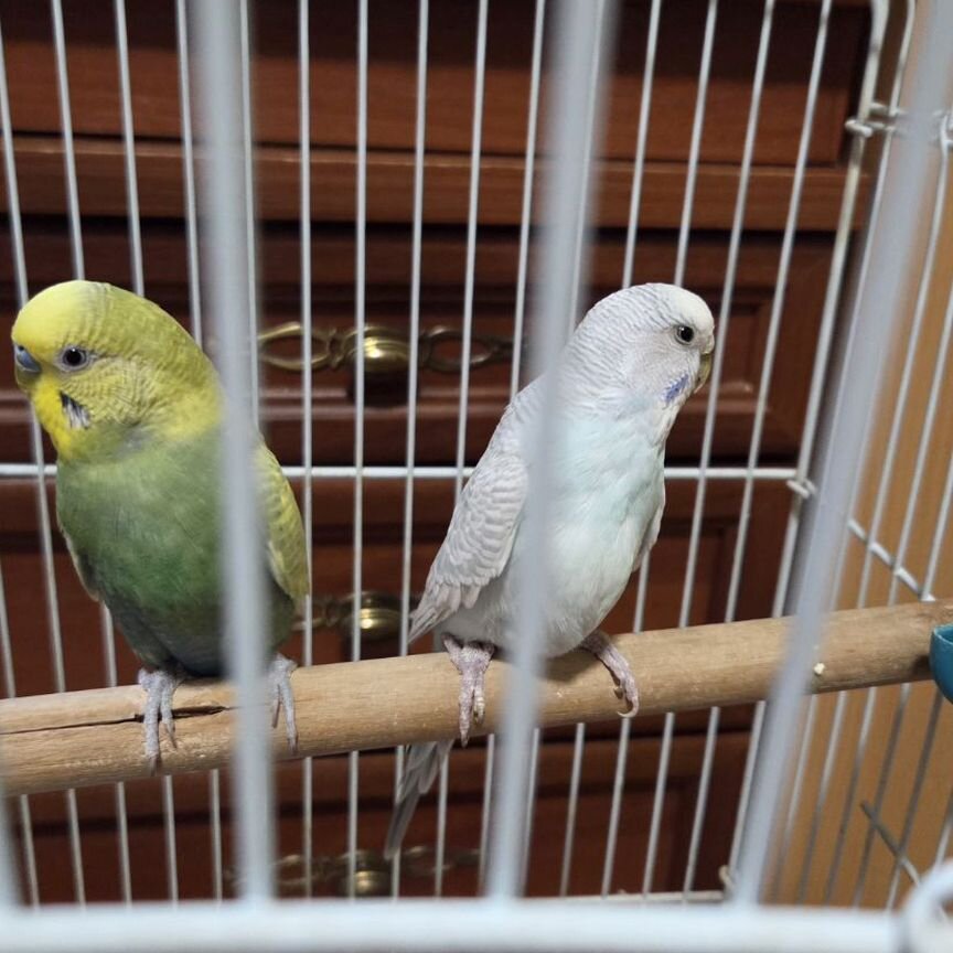 Волнистый попугай, пара