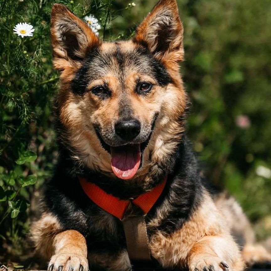 Взрослая собака в добрые руки