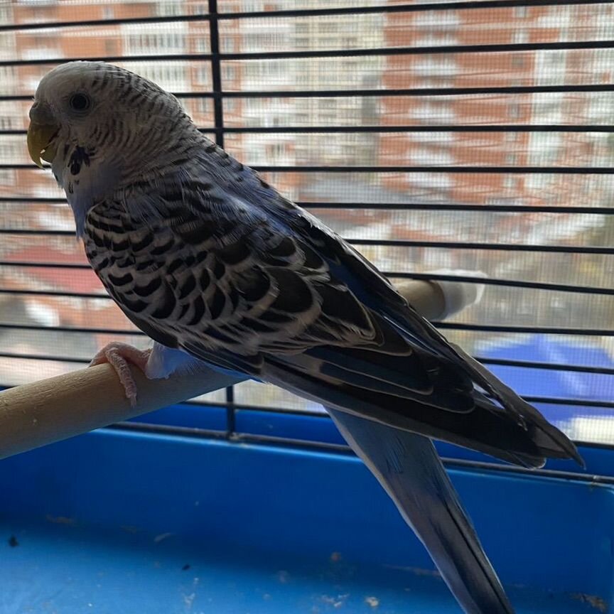 Волнистый попугай