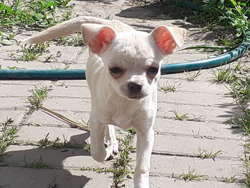 Девочка чихуахуа щенок