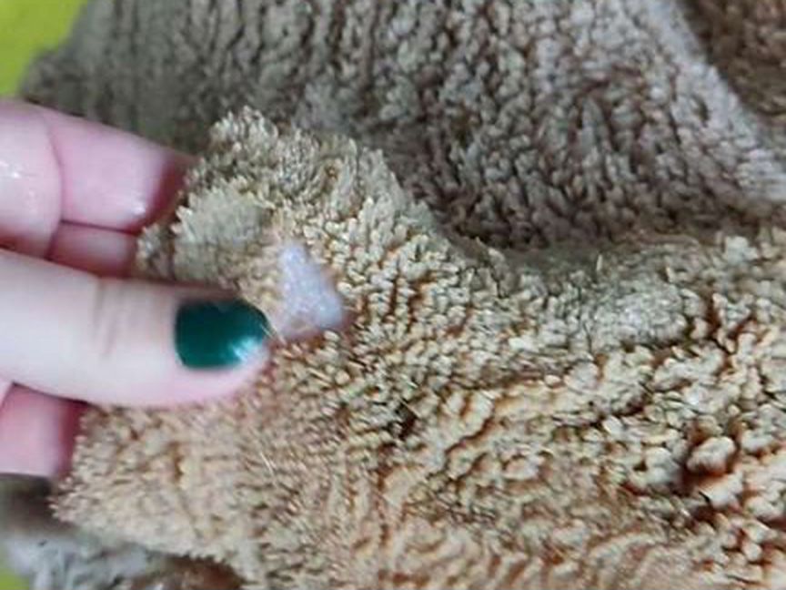 Мясо для собак. Говядина, конина, кролик