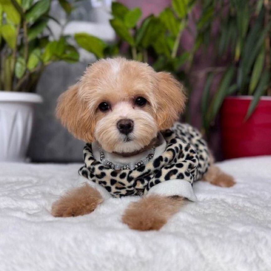 Мальтипу мини девочка