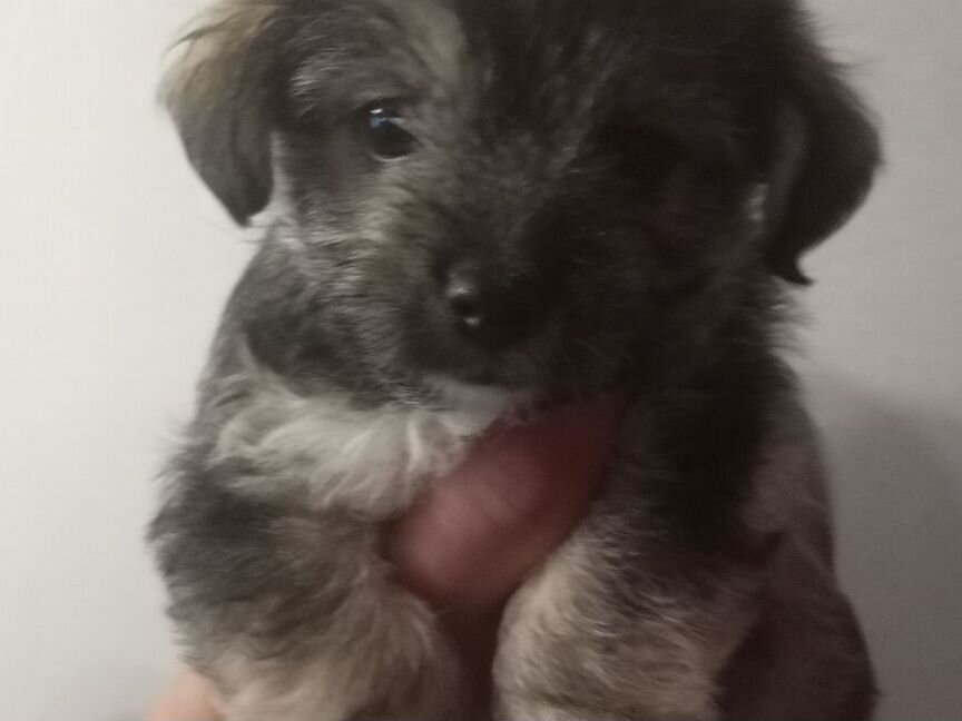 Маленькая собака