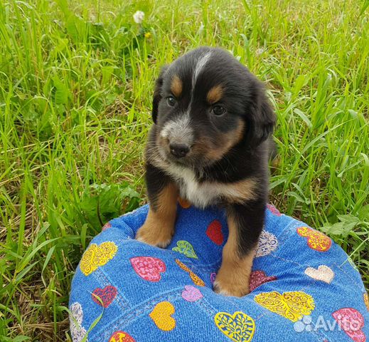 Подарю щеночка (девочка 1,5 мес.)