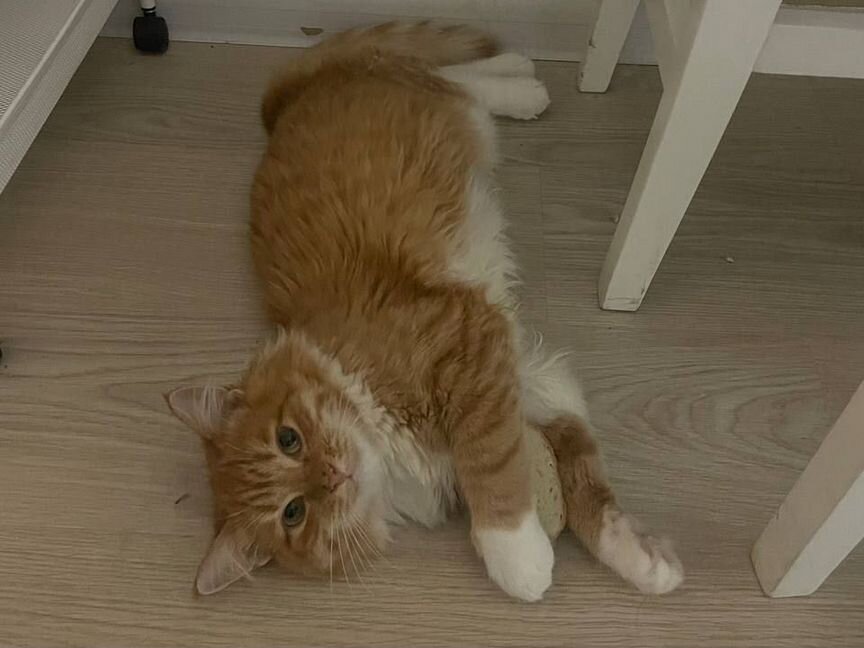 Рыжее очарование ищет дом кот