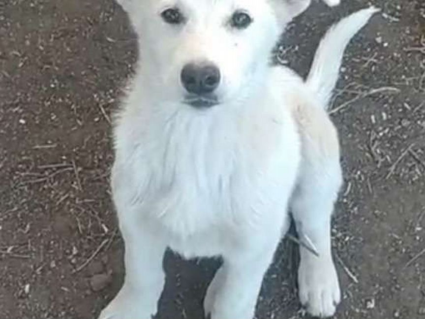 Собака щенок ищет дом