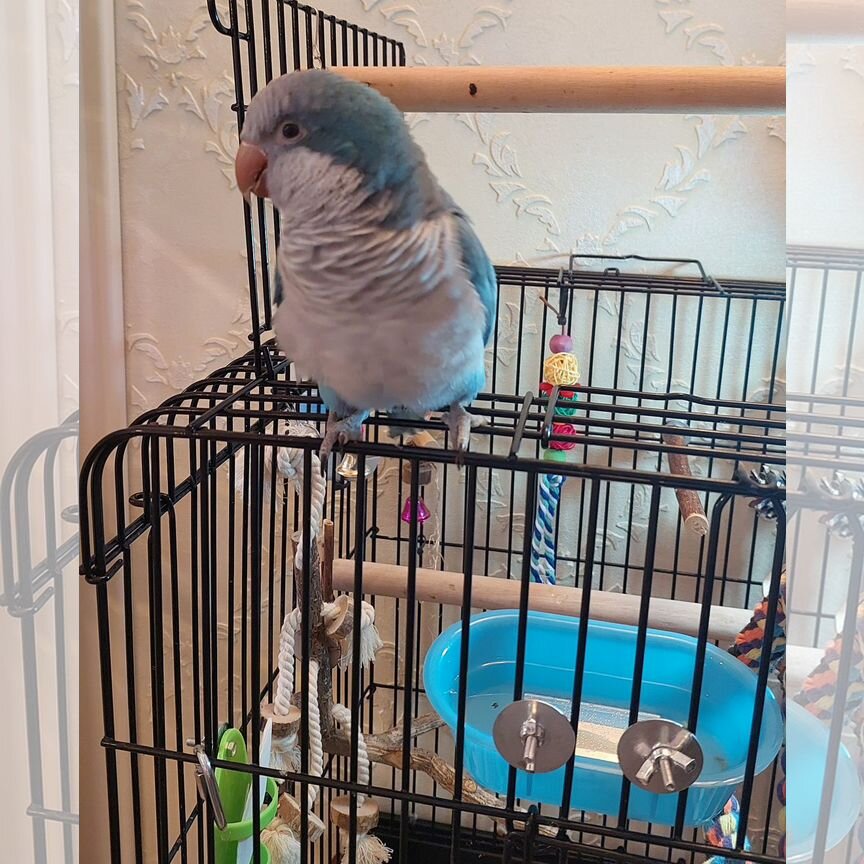 Попугай монах или квакер