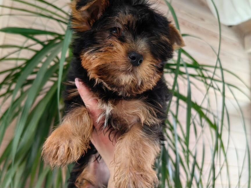 Йоркширский терьер мини беби фейс