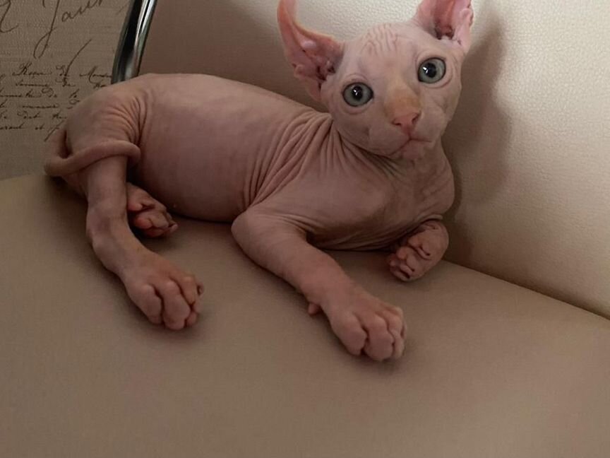 Канадский сфинкс эльф