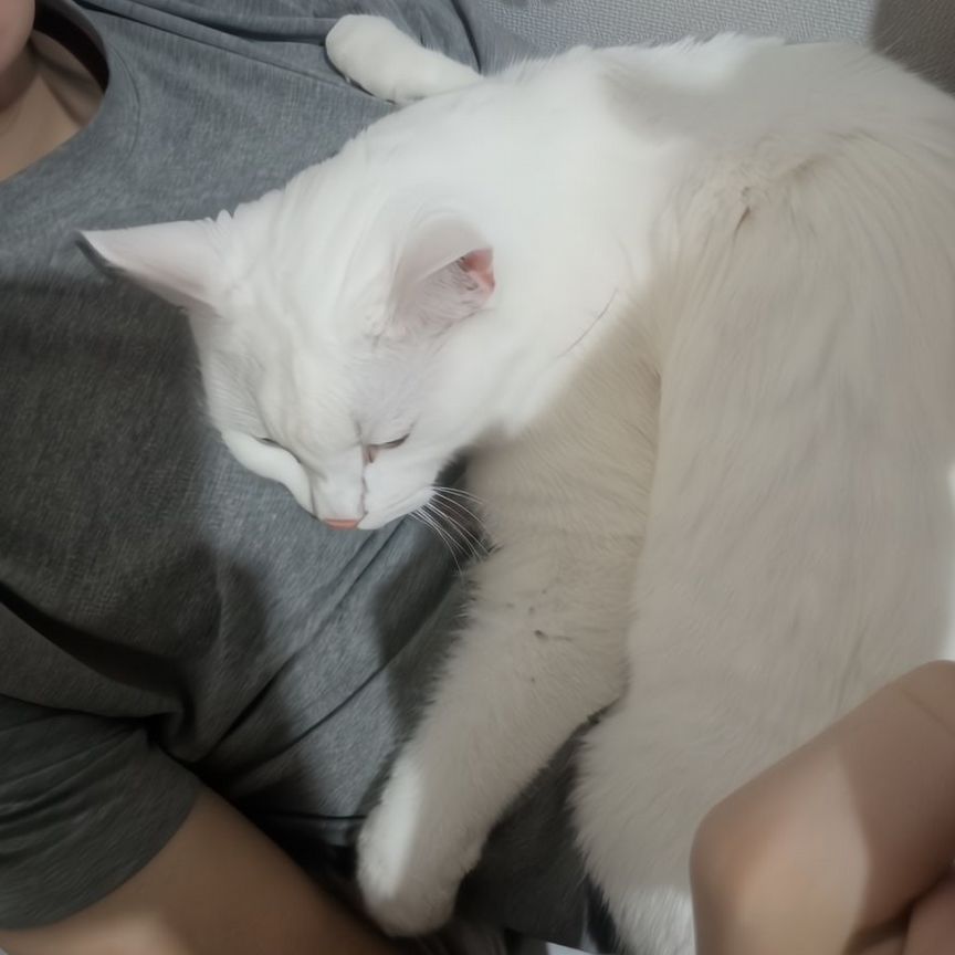 Взрослая, кошка в добрые руки