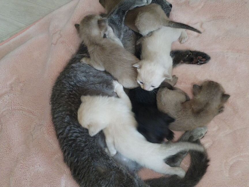 Бурманские котята