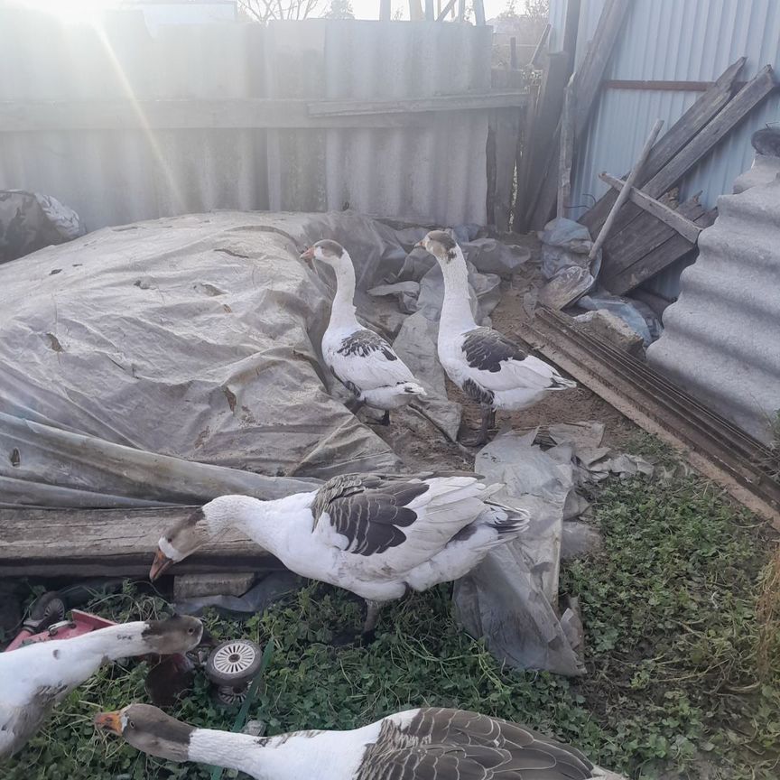 Продается домашних гусей