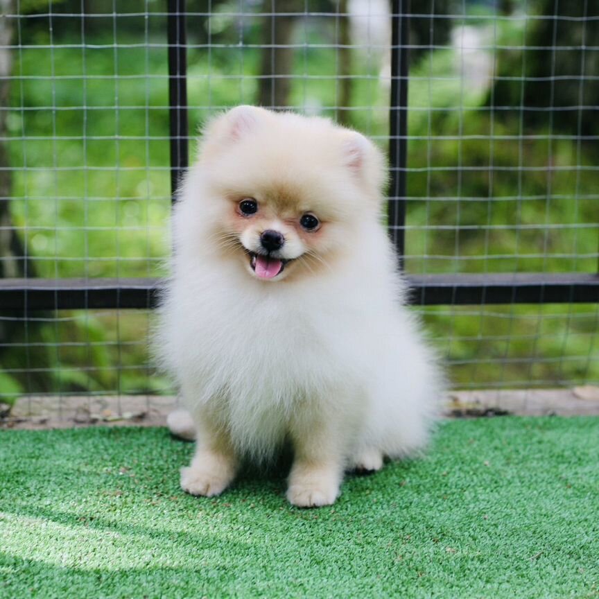 Померанский шпиц мини девочка