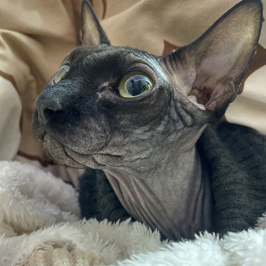 Канадский сфинкс