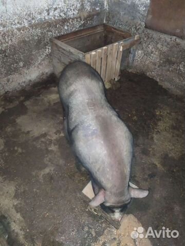 Продам Вьетнамских свиней