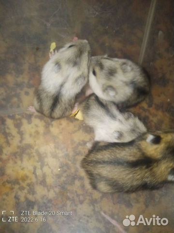 Джунгарский хомяк