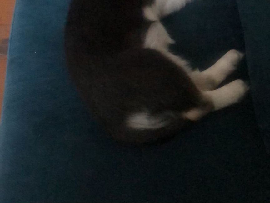 Собака в добрые руки отдам бесплатно