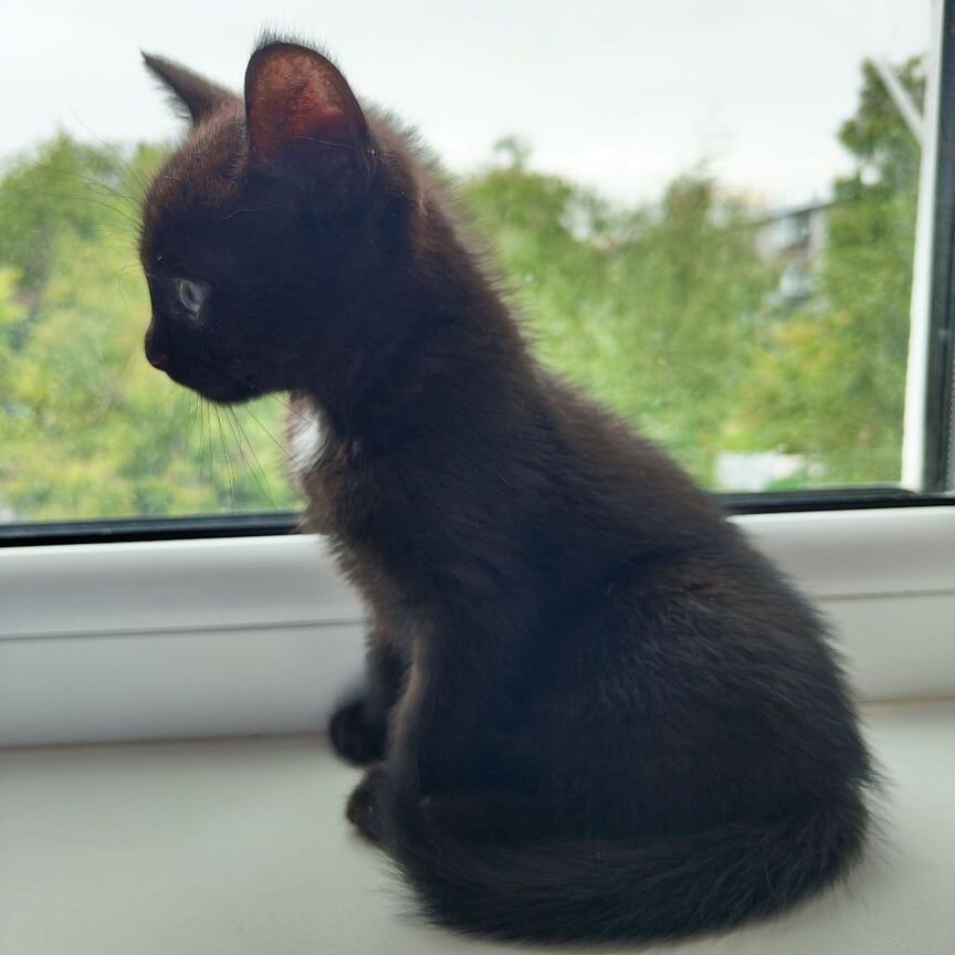 Котята кошечки в добрые руки