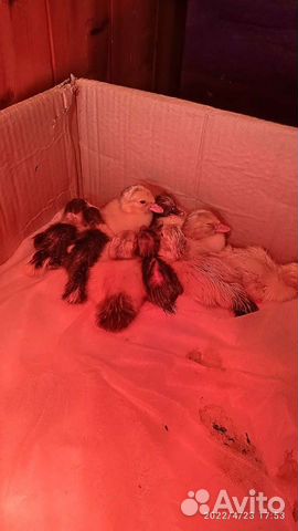 Индоутята суточные