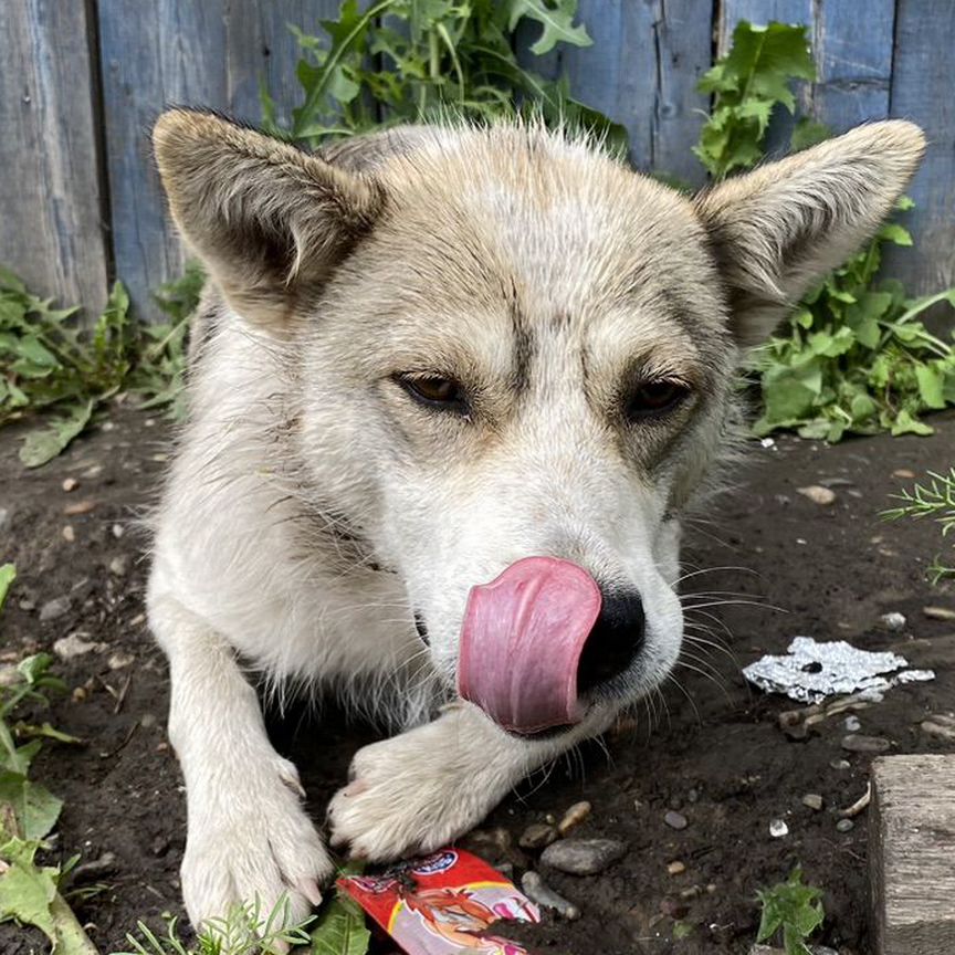 Собака в добрые руки помесь лайки