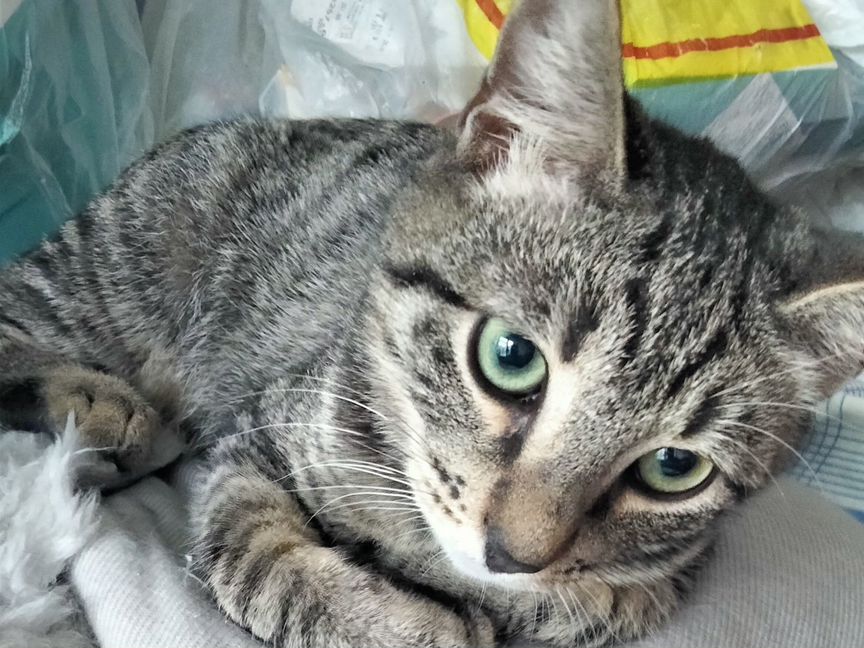 Зеленоглазый красавчик 4-5 месяцев