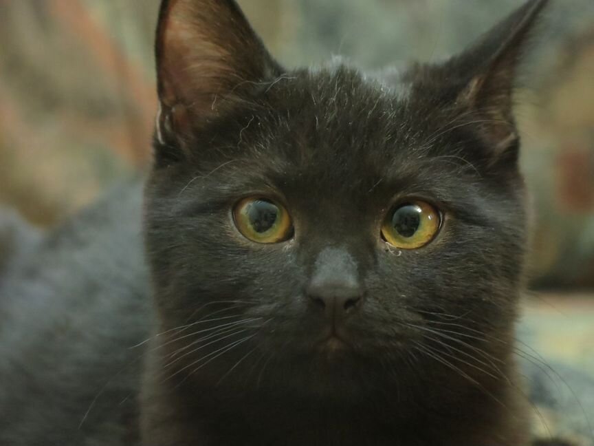 Чёрный котёнок девочка в добрые руки