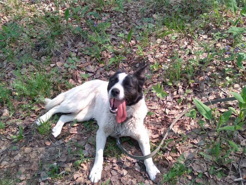 Собака Тома в добрые руки