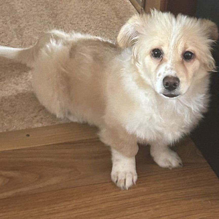 Щенок в добрые руки