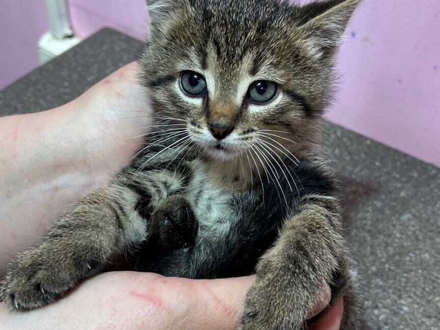 Полосатый котенок 1,5 мес девочка в добрые руки