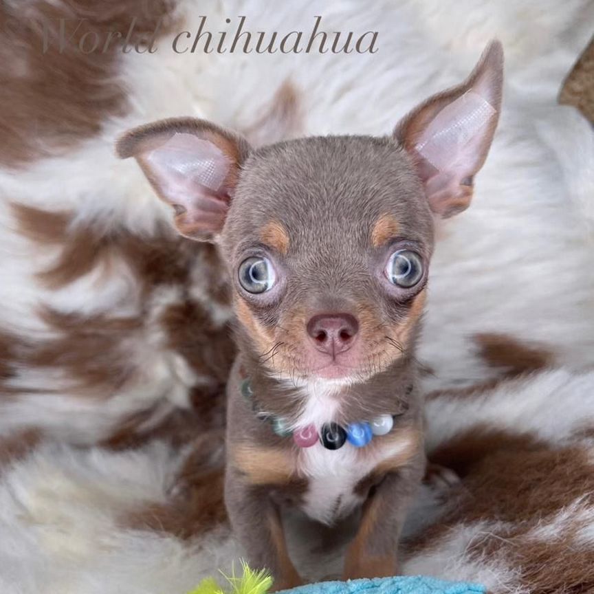 Чихуахуа, щенок