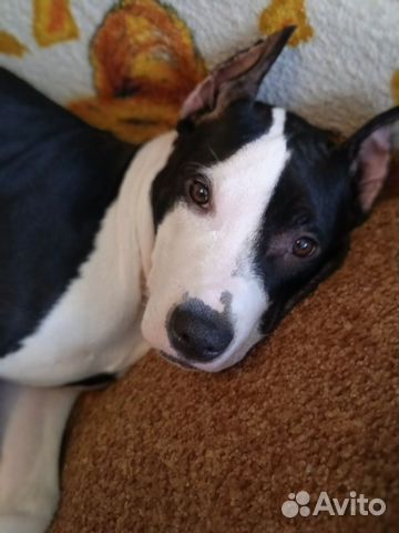 Отдам в добрые руки стаффорда